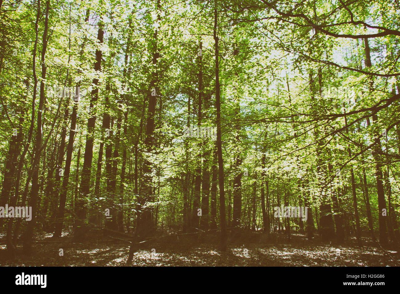 Looking through the trees in an English wood Stock Photo - Alamy