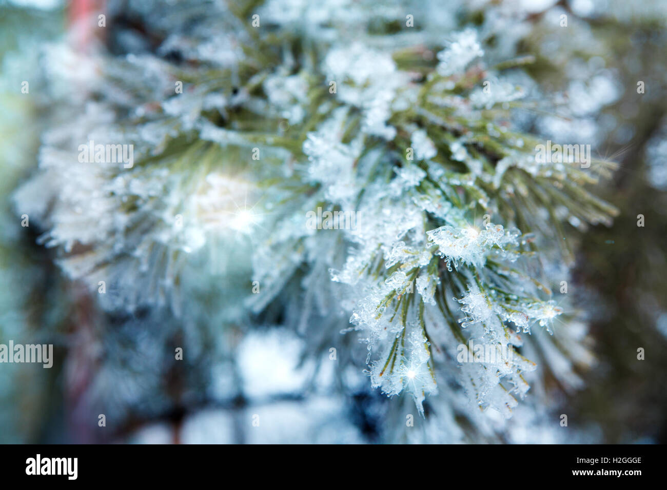 branch of a conifer with snow in lights Stock Photo - Alamy