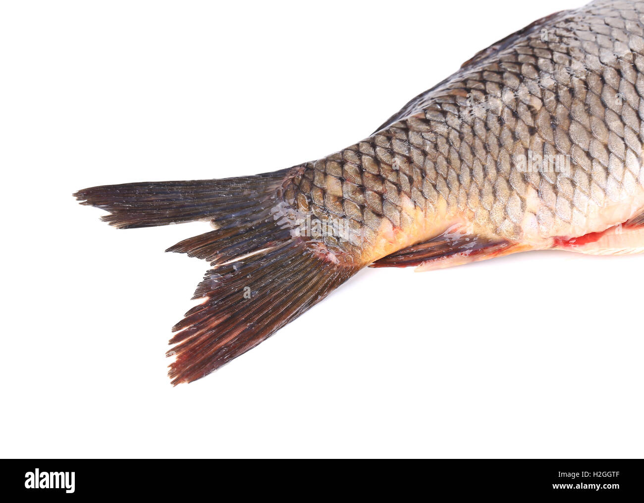 Red Carp High Resolution Stock Photography and Images - Alamy