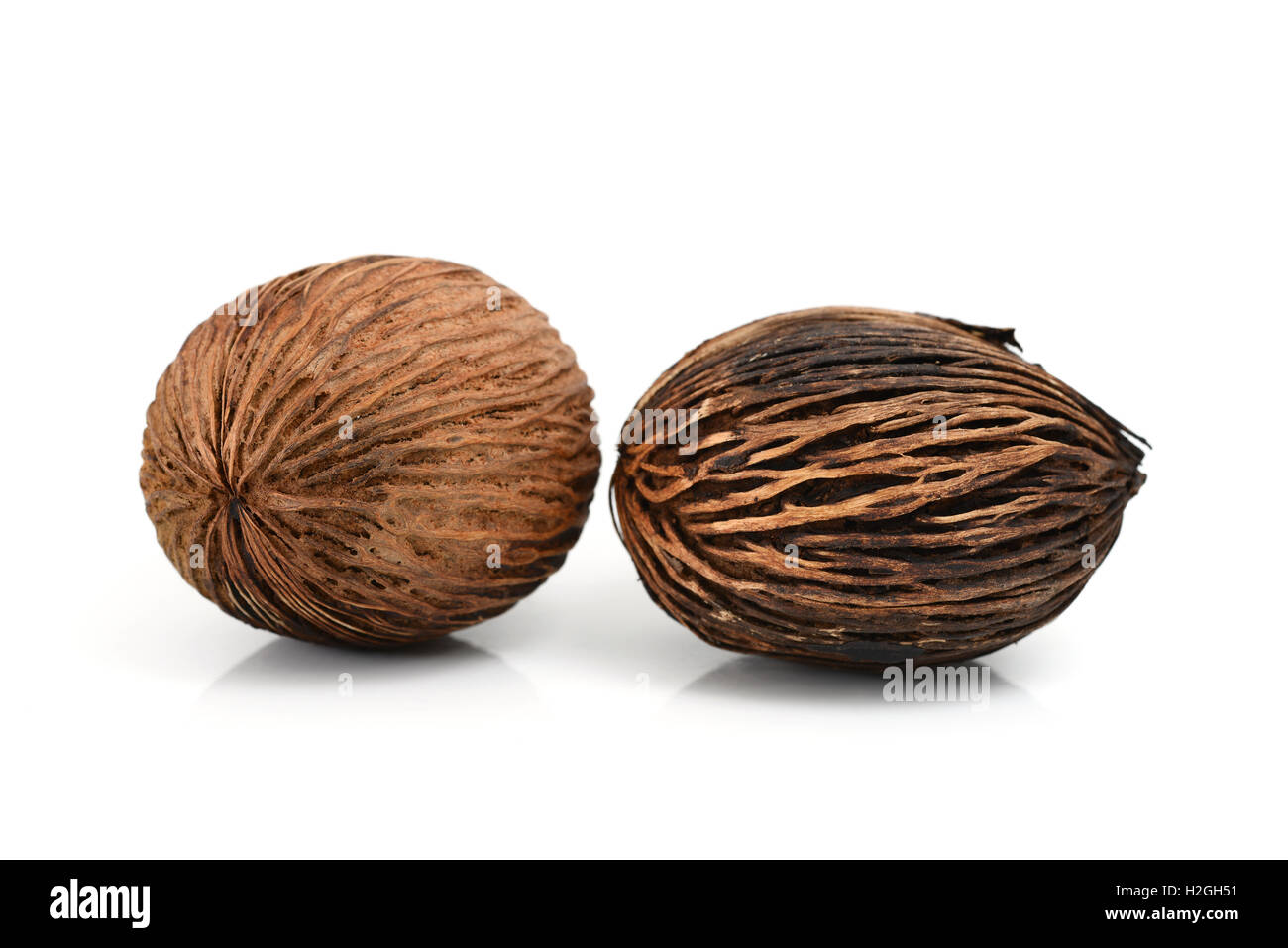 Cerbera odollam seed Stock Photo - Alamy