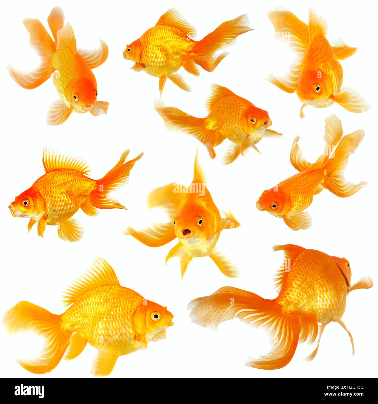 Collage of nine fantail goldfish on white Stock Photo - Alamy