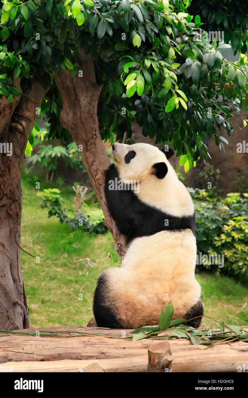 Panda profile hi-res stock photography and images - Alamy
