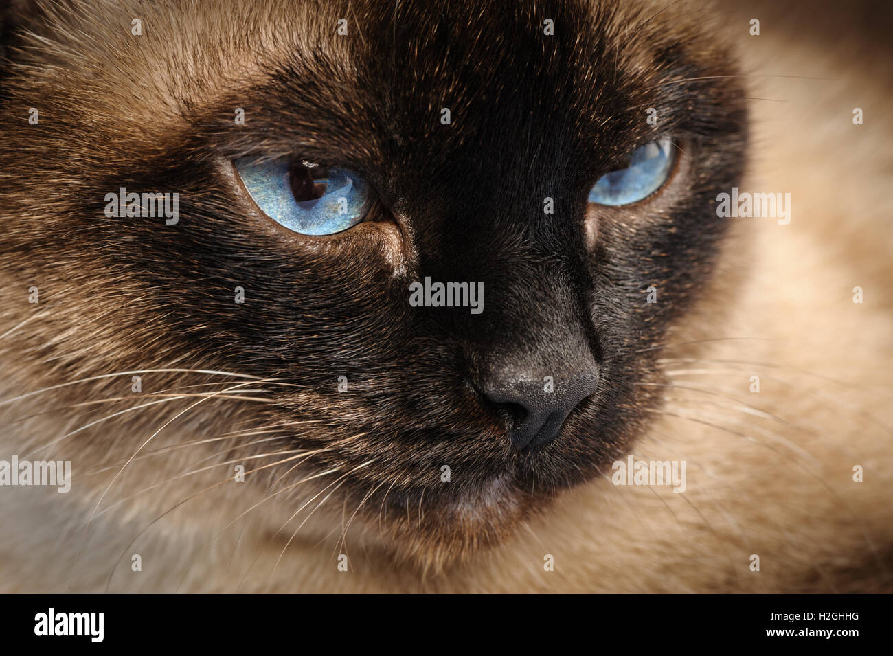 siamese cat face macro closeup Stock Photo - Alamy