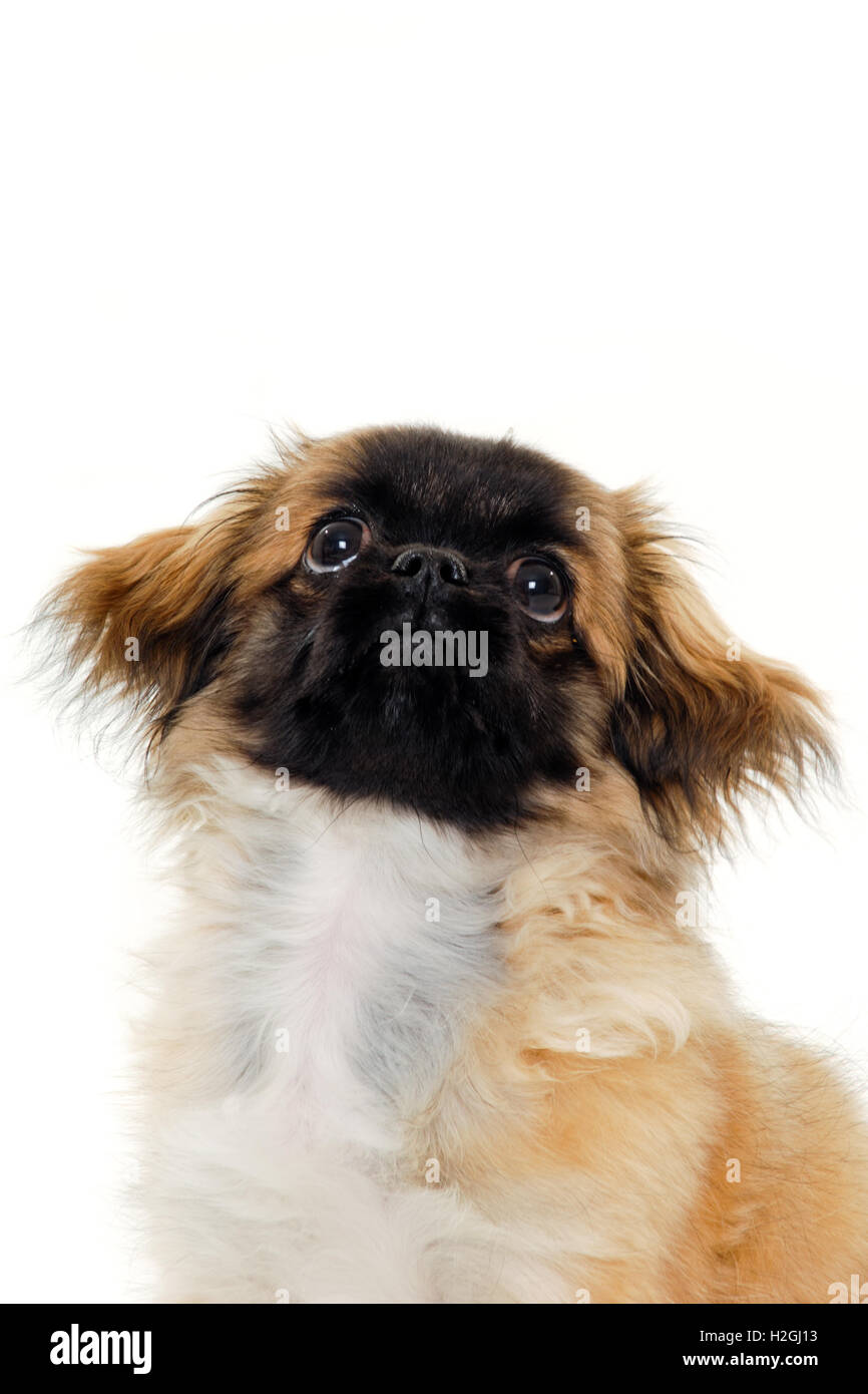 Puppy dog is looking up Stock Photo - Alamy
