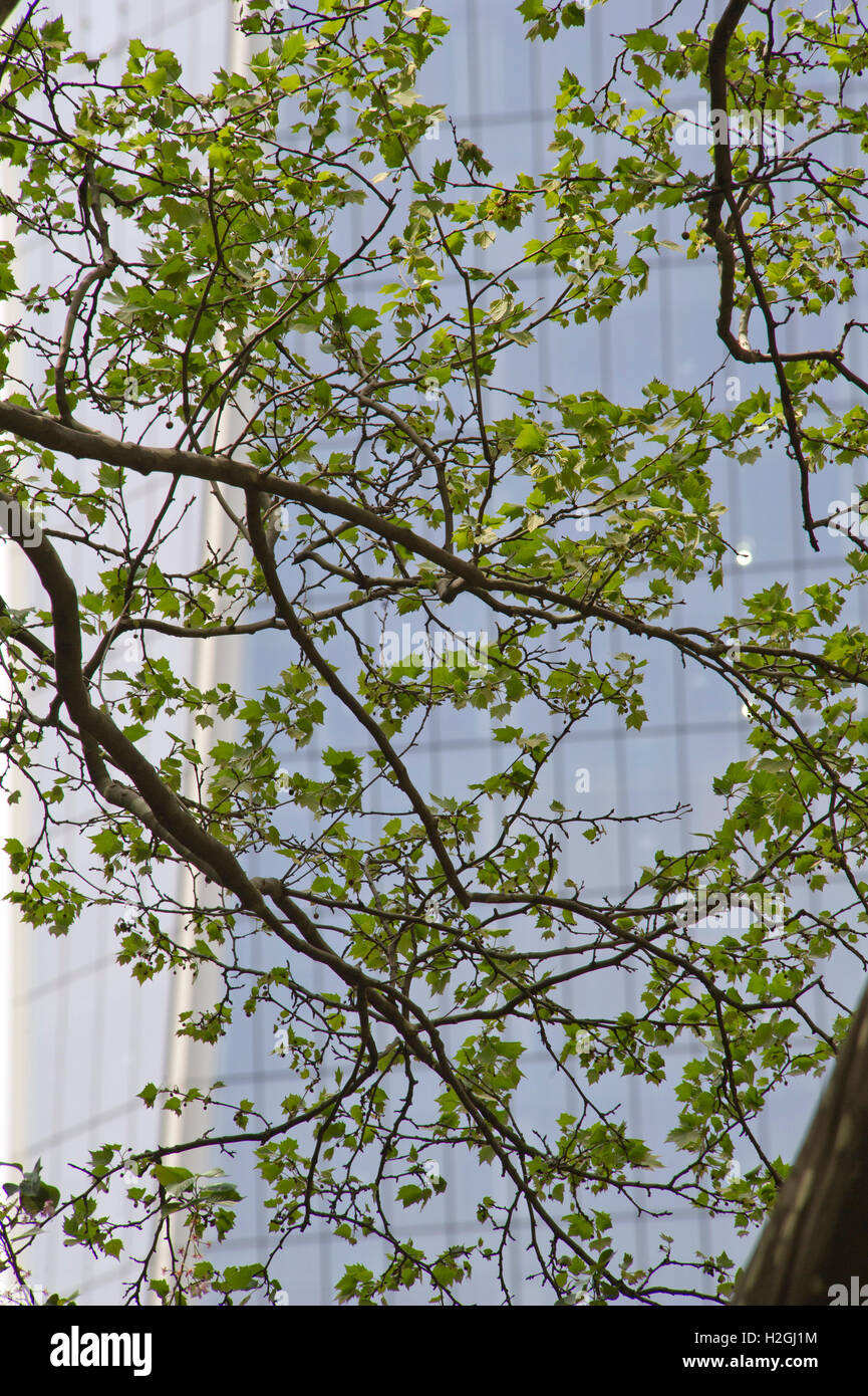 One World Trade Center seen through tree branches with early spring ...