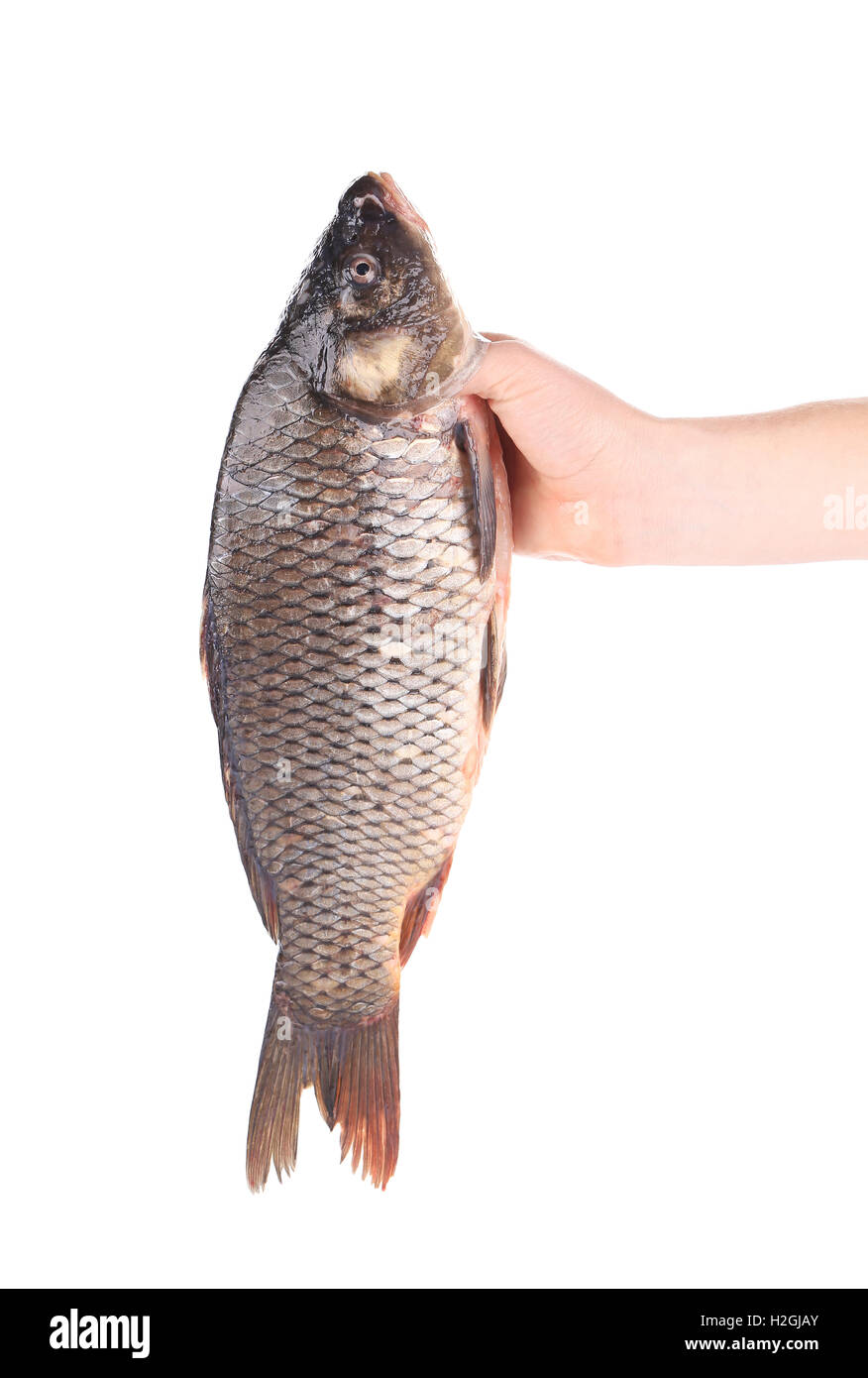 Hand holds fresh fish Stock Photo - Alamy