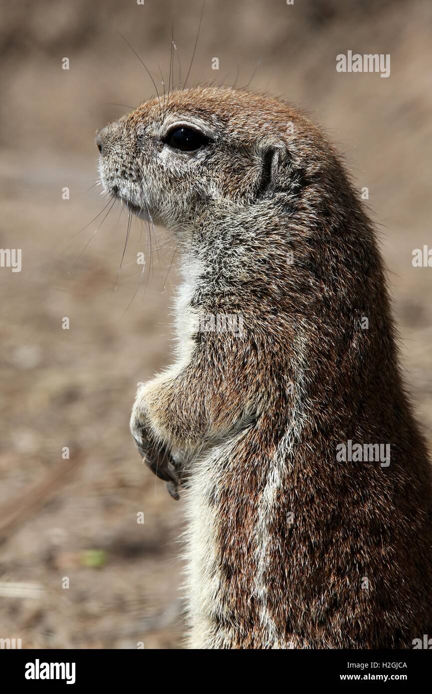 Cute Ground Squirrel Stock Photo - Alamy