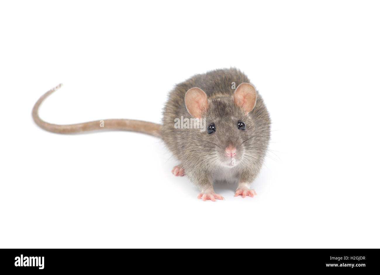 Rat ear hi-res stock photography and images - Alamy
