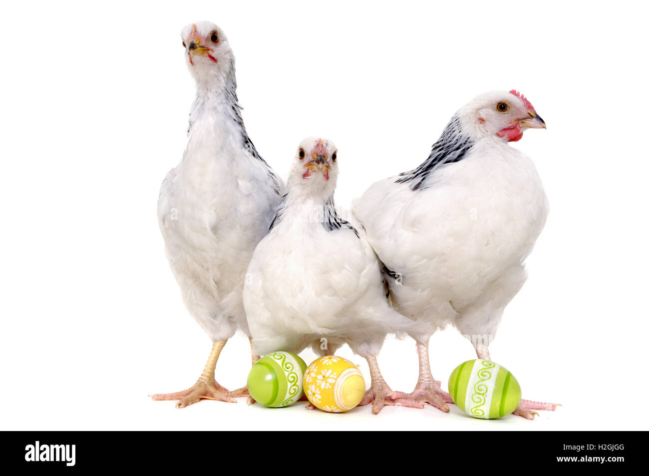 Chickens and easter eggs Stock Photo - Alamy
