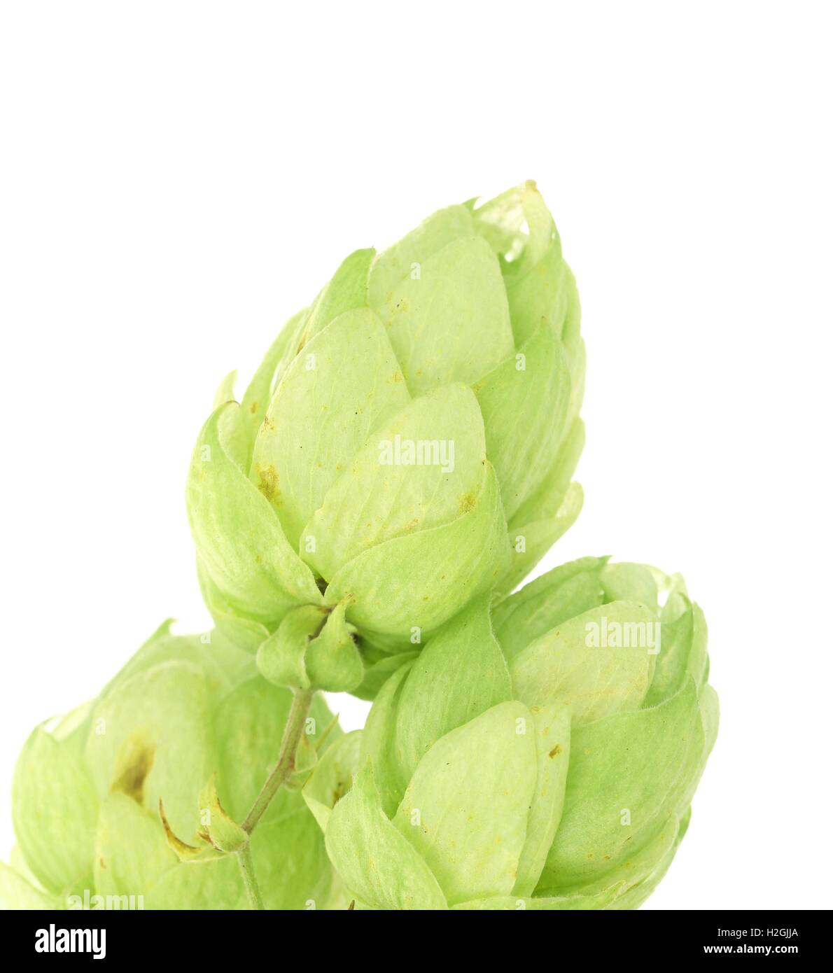 Hop flower green petals Stock Photo - Alamy