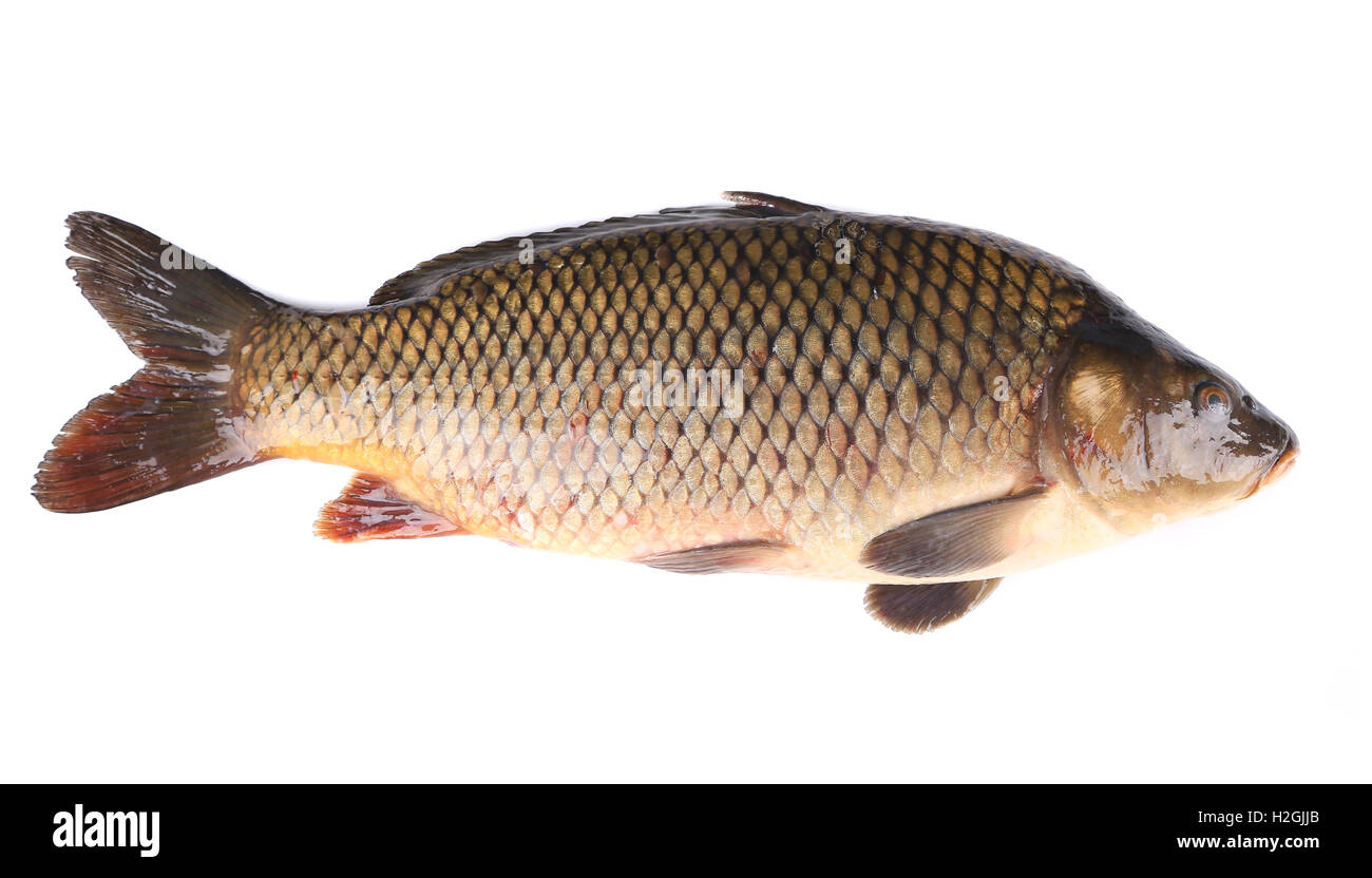 Fish belly Cut Out Stock Images & Pictures - Alamy