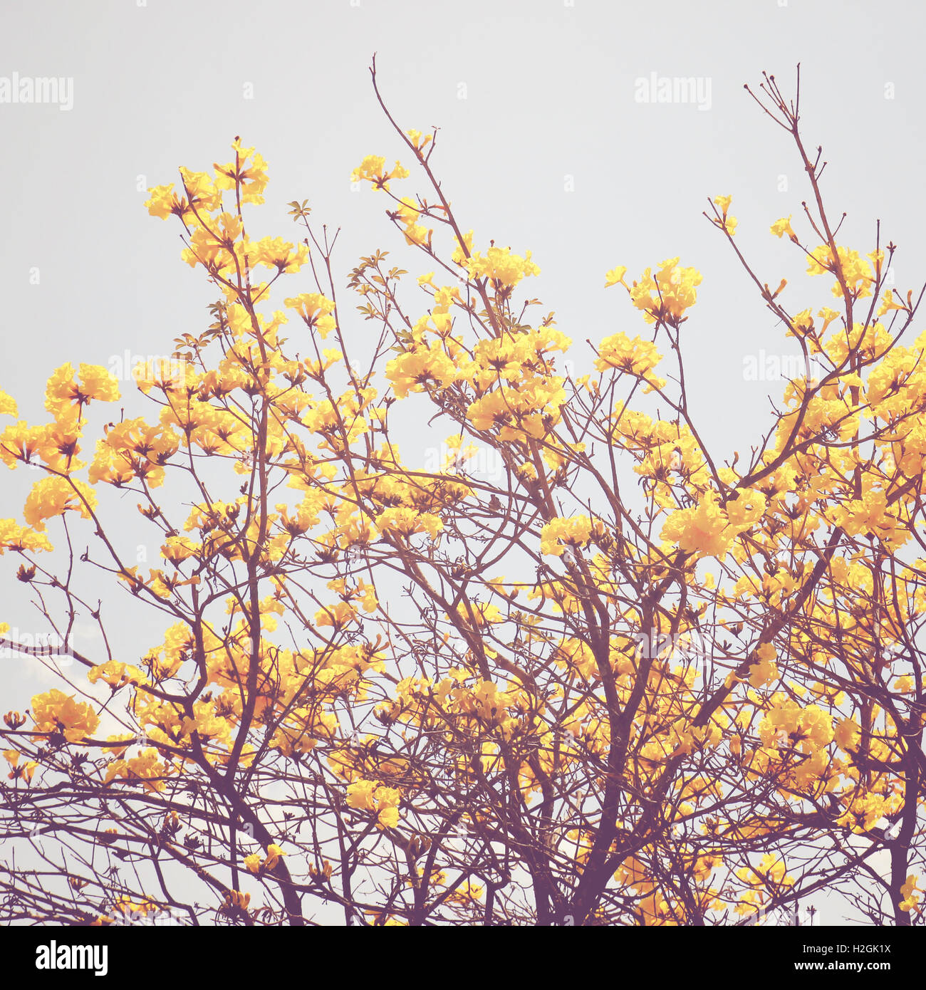 Yellow flower on the top of tree with retro filter effect Stock Photo ...