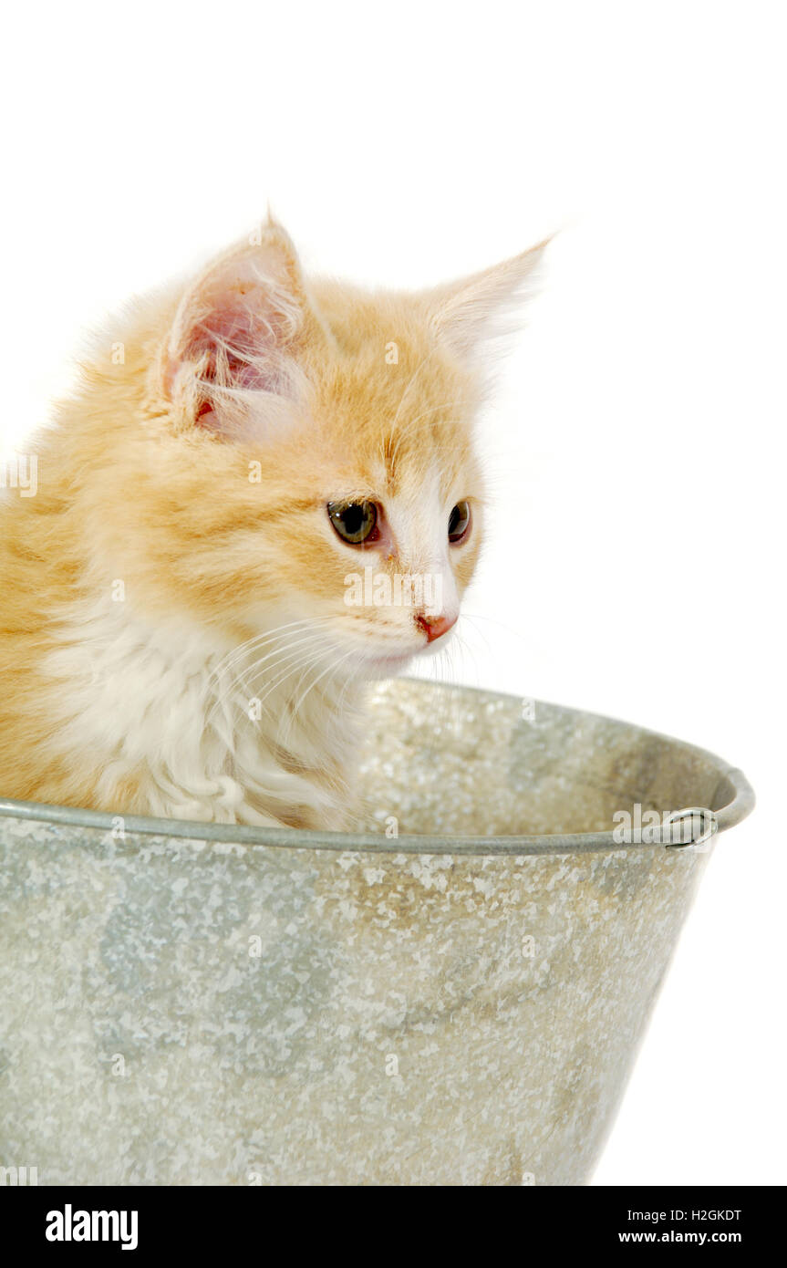 Kitten in bucket Stock Photo - Alamy
