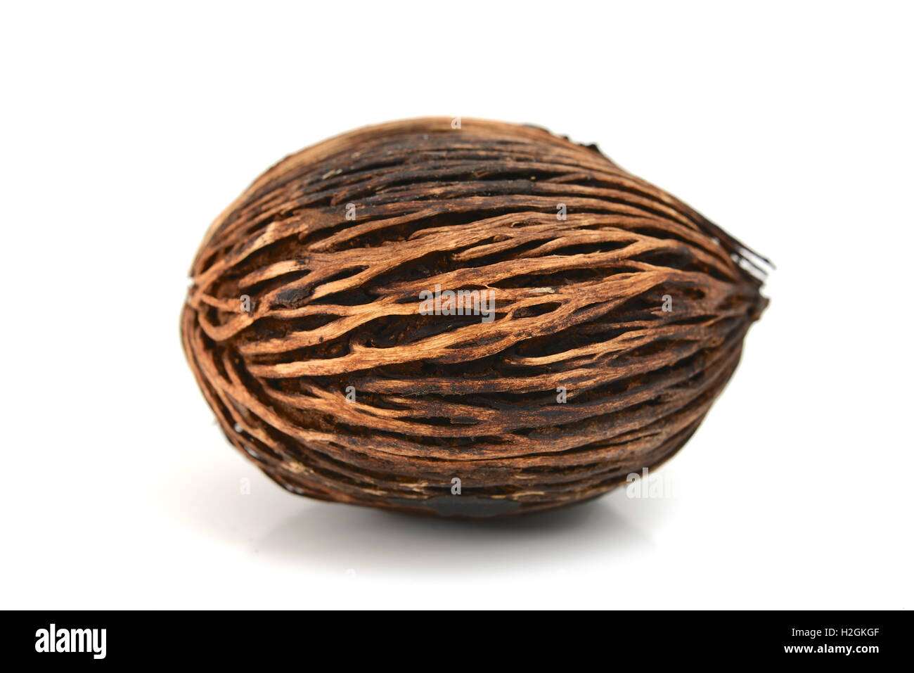 Cerbera odollam seed Stock Photo - Alamy