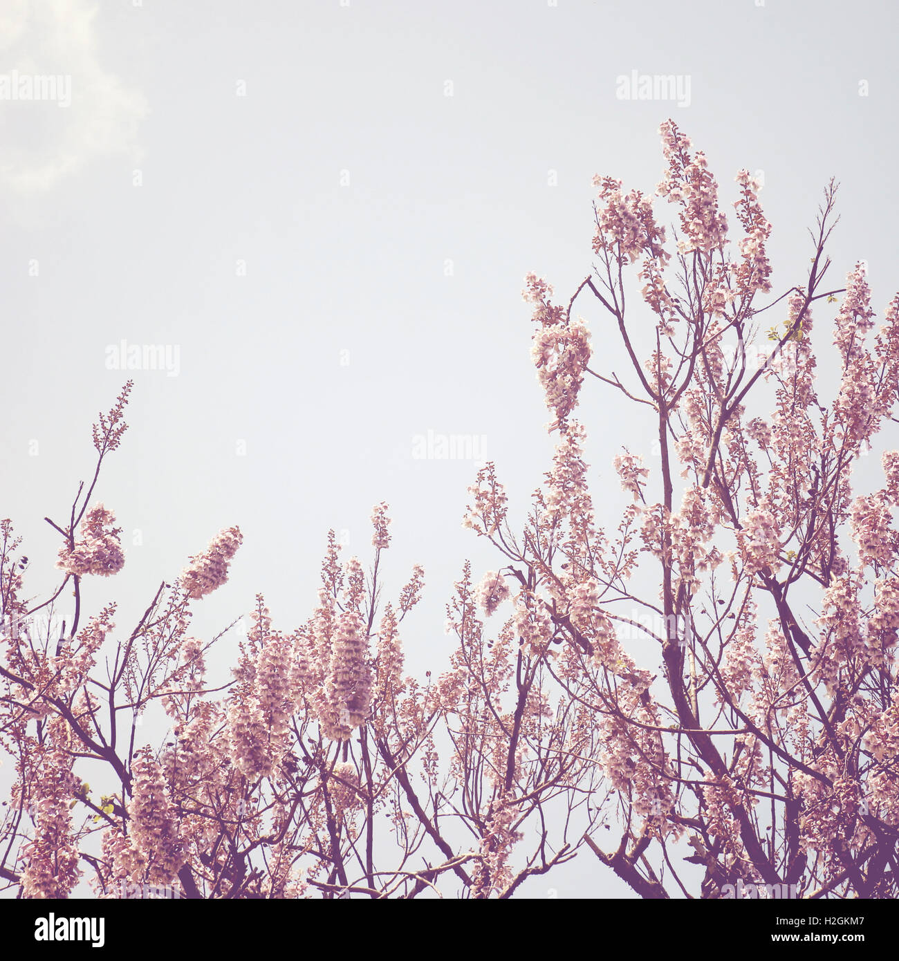 Flower on the tree with retro filter effect Stock Photo - Alamy