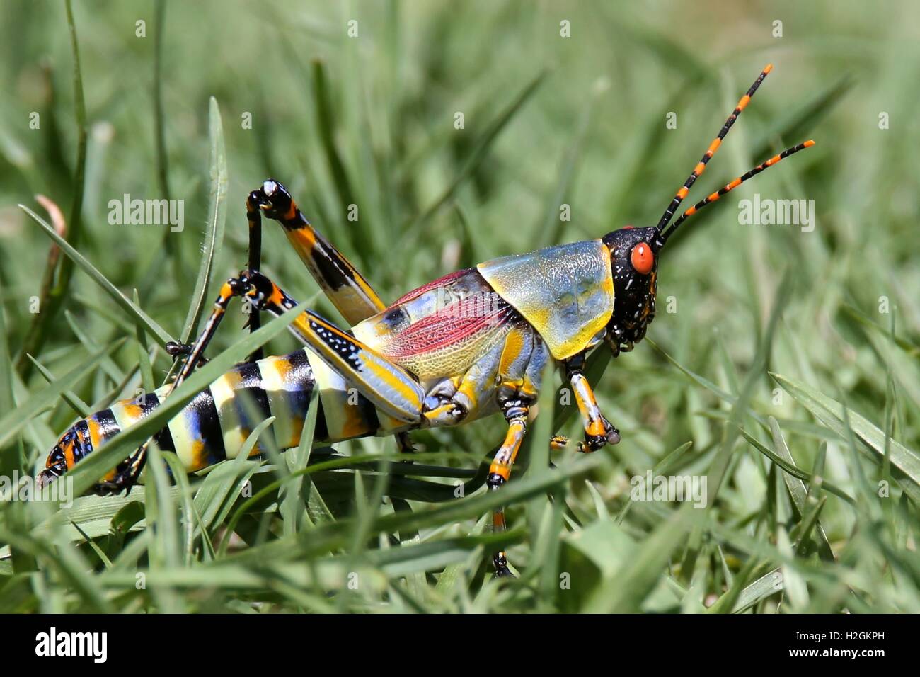 Brightly Colored Grasshopper Stock Photo - Alamy