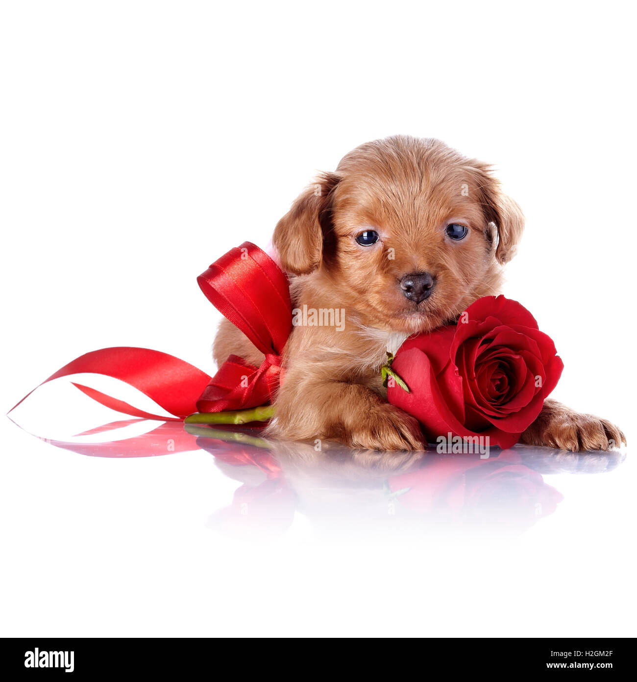 Rose breed Cut Out Stock Images & Pictures - Alamy