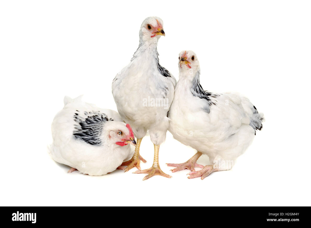 Cute white hen resting on hi-res stock photography and images - Alamy
