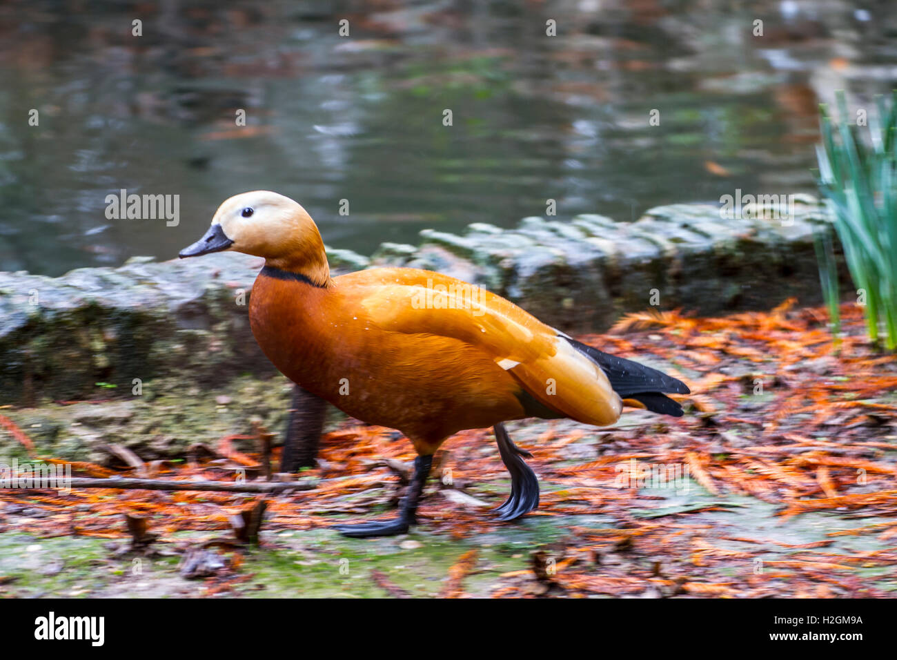 Duck. Ornamental fountains of the Palace of Aranjuez, Madrid, Sp Stock ...
