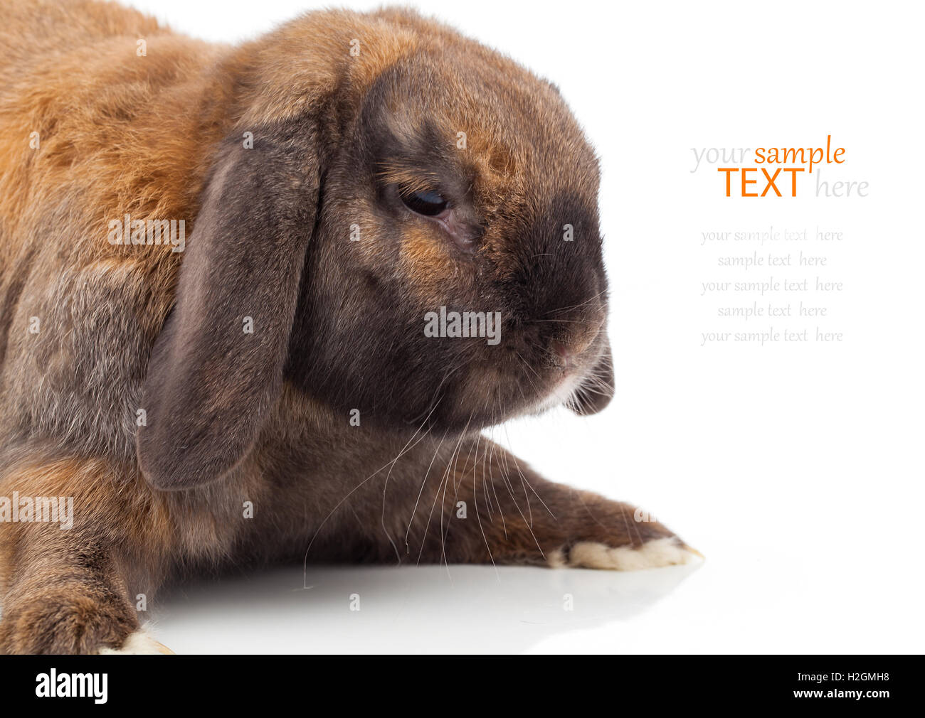 rabbit isolated on a white background Stock Photo - Alamy