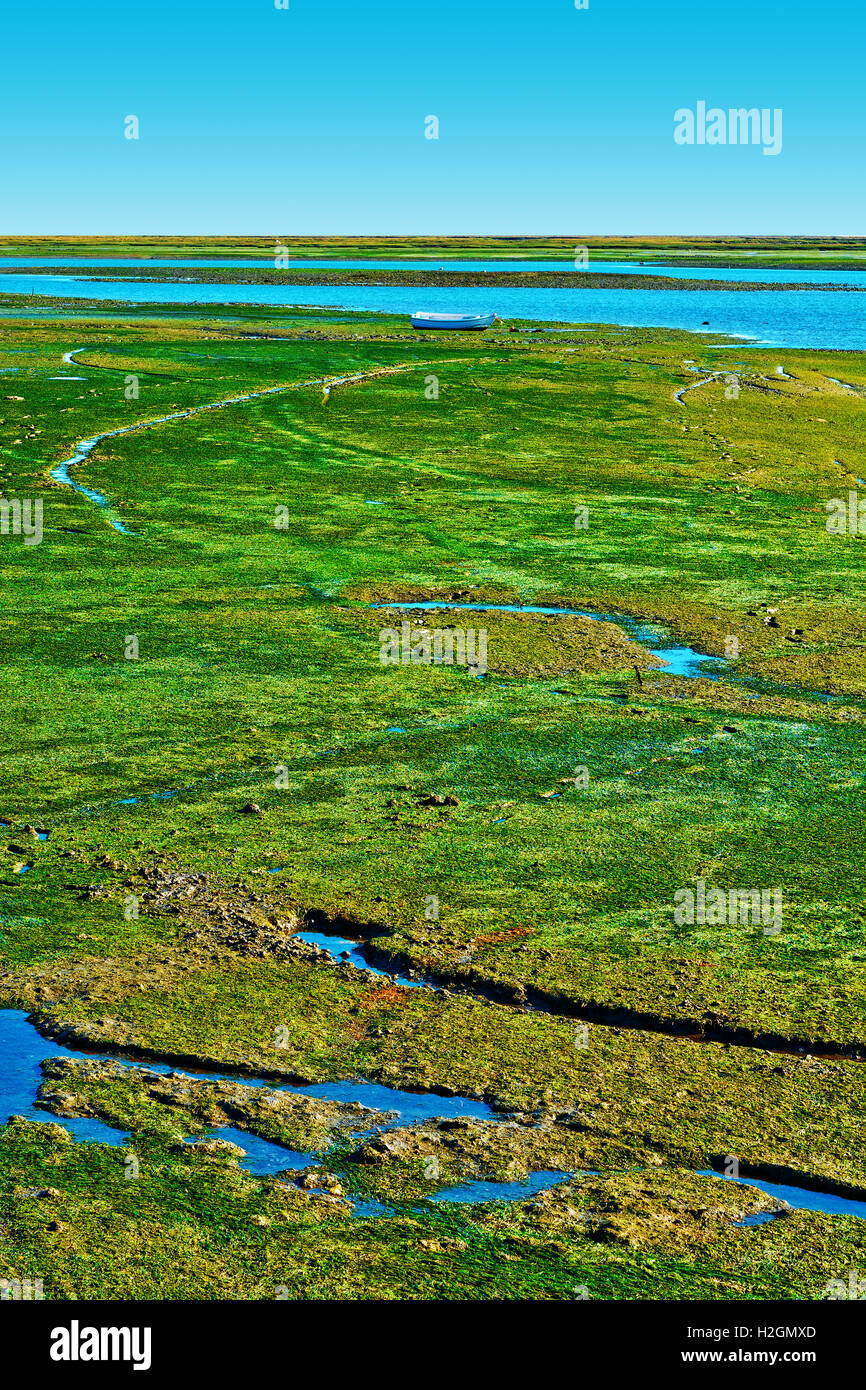 Swamp soil hi-res stock photography and images - Alamy