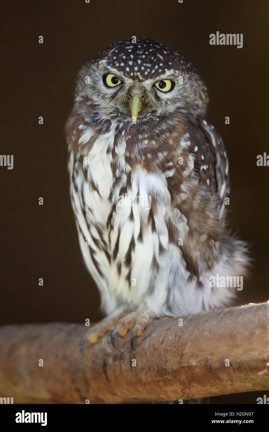 Pearl spotted owl africa hi-res stock photography and images - Alamy