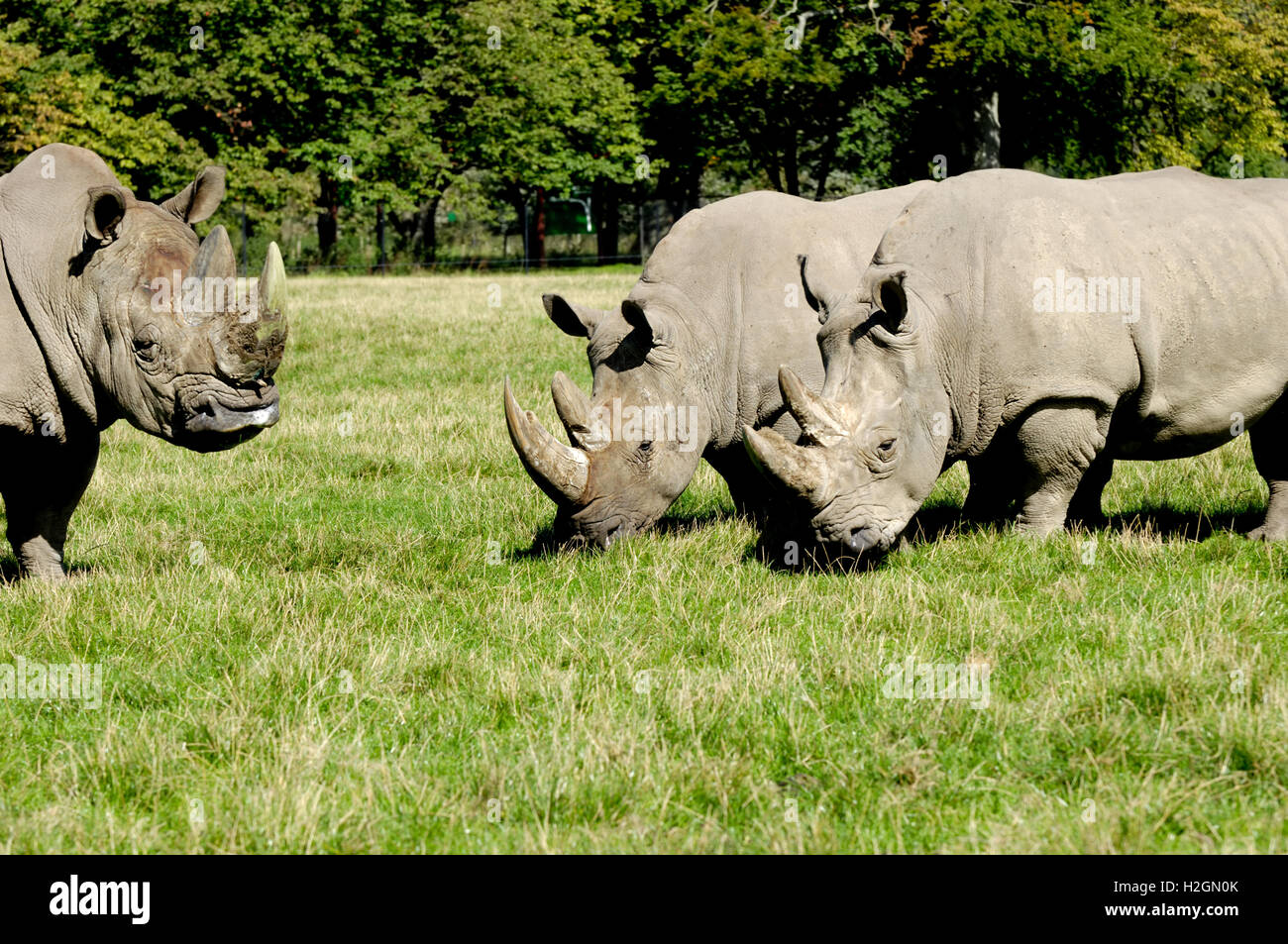Group of rhino Stock Photo - Alamy