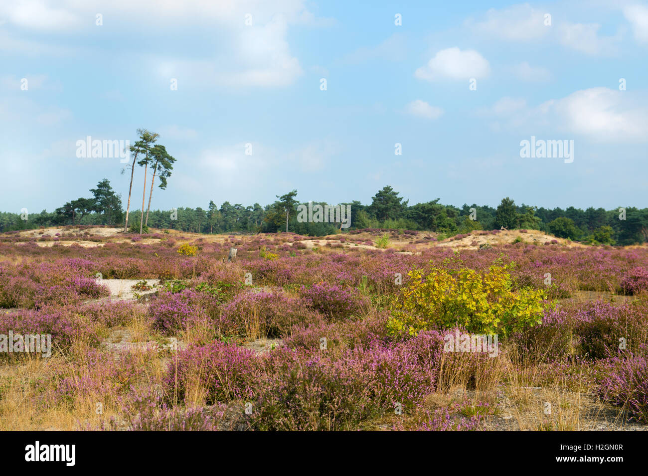 Blooming heather field Stock Photo - Alamy