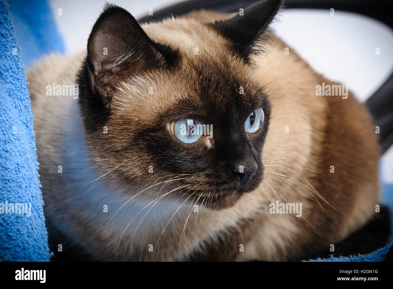 siamese cat closeup Stock Photo - Alamy