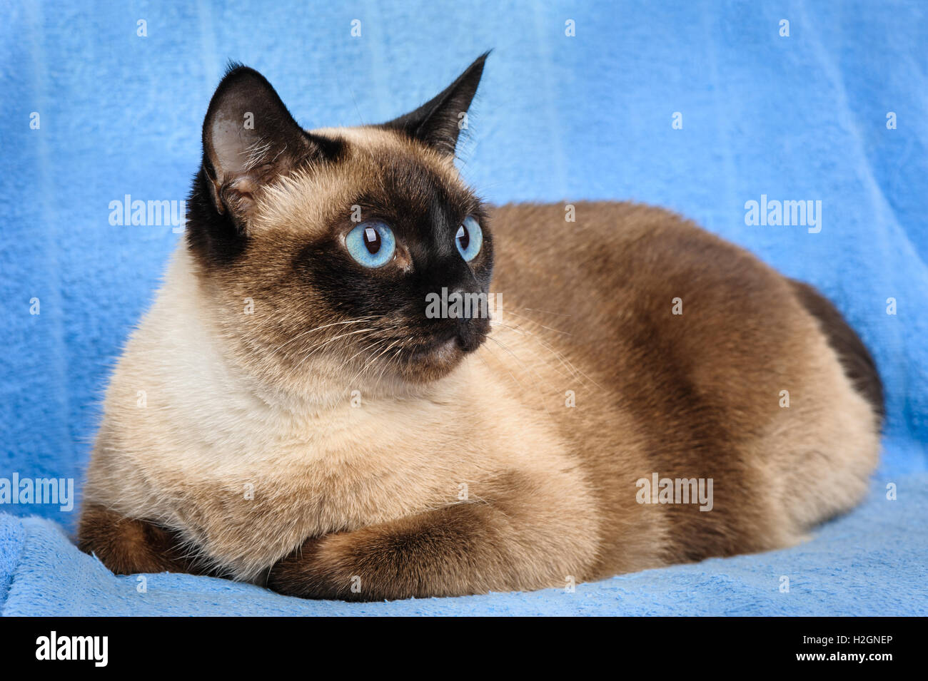 siamese cat closeup Stock Photo - Alamy