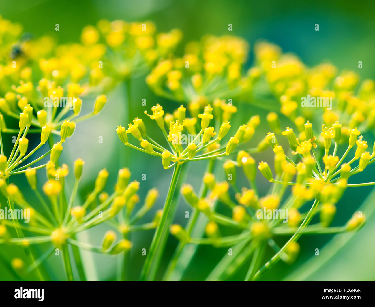 Dill (Fennel) flower Stock Photo - Alamy