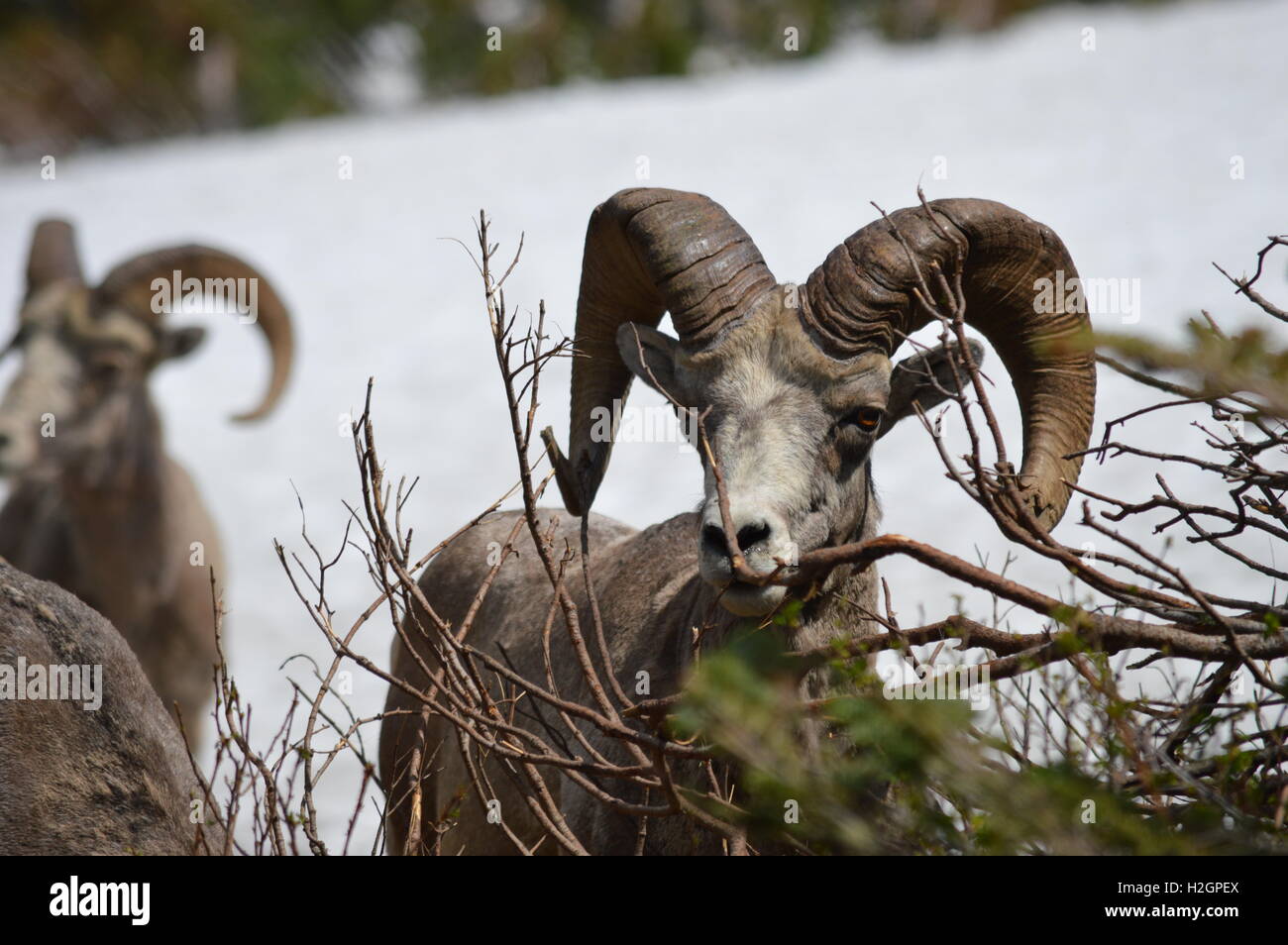 Rocky Mountain Bighorn Sheep, Glacier National Park, Montana Stock ...