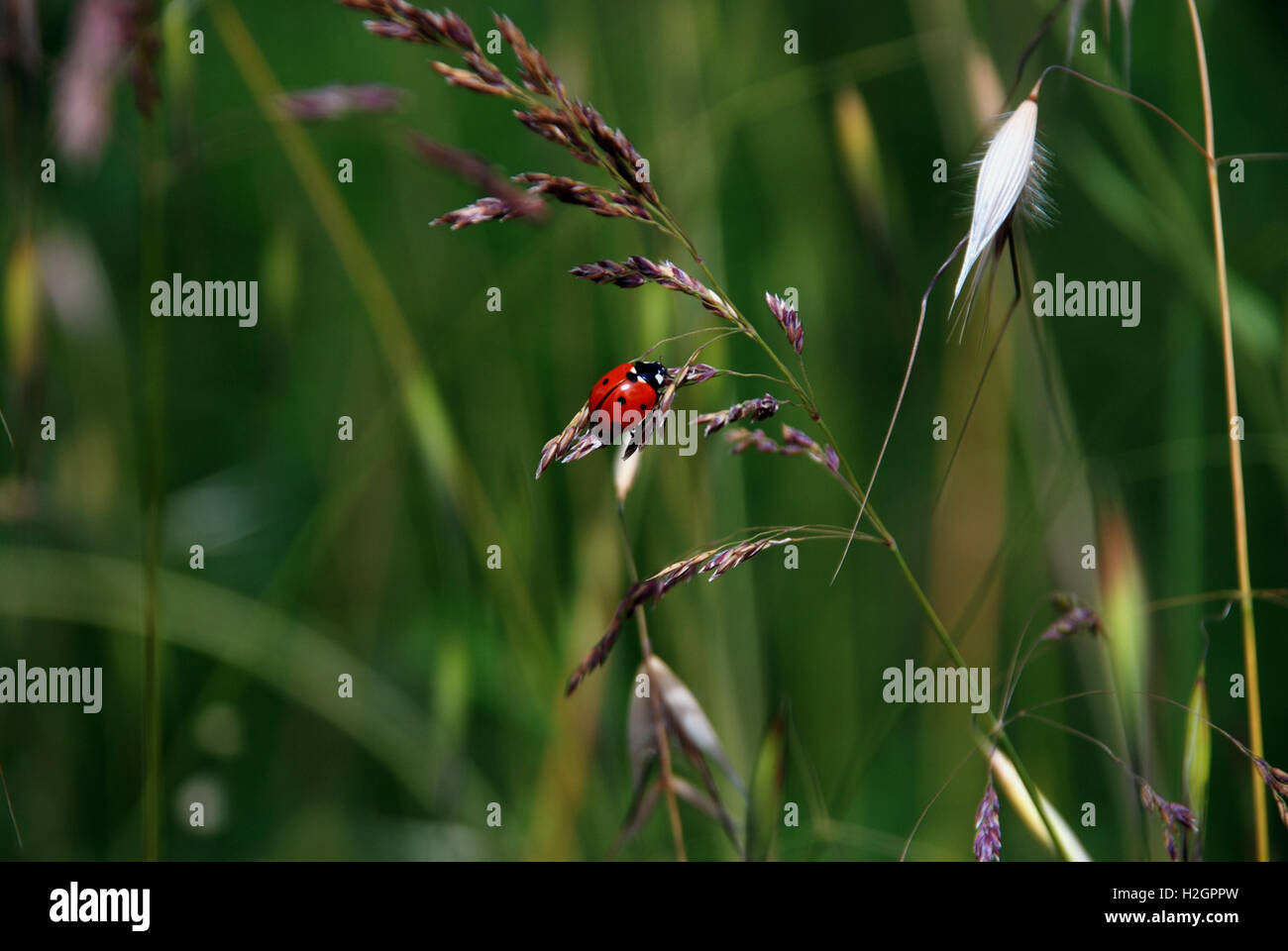 Wet Ladybug High Resolution Stock Photography and Images - Alamy