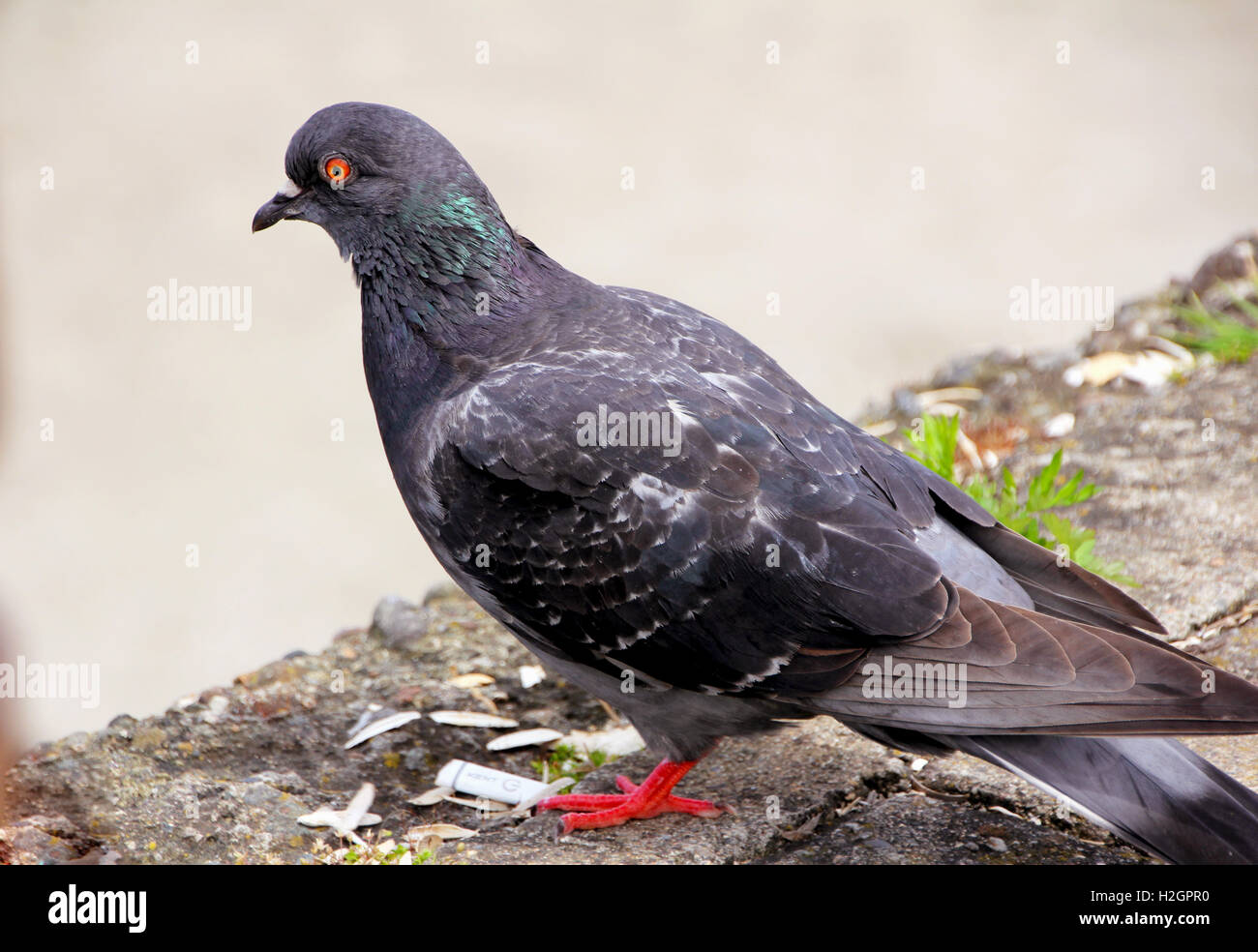 Wood pigeon shooting hi-res stock photography and images - Alamy
