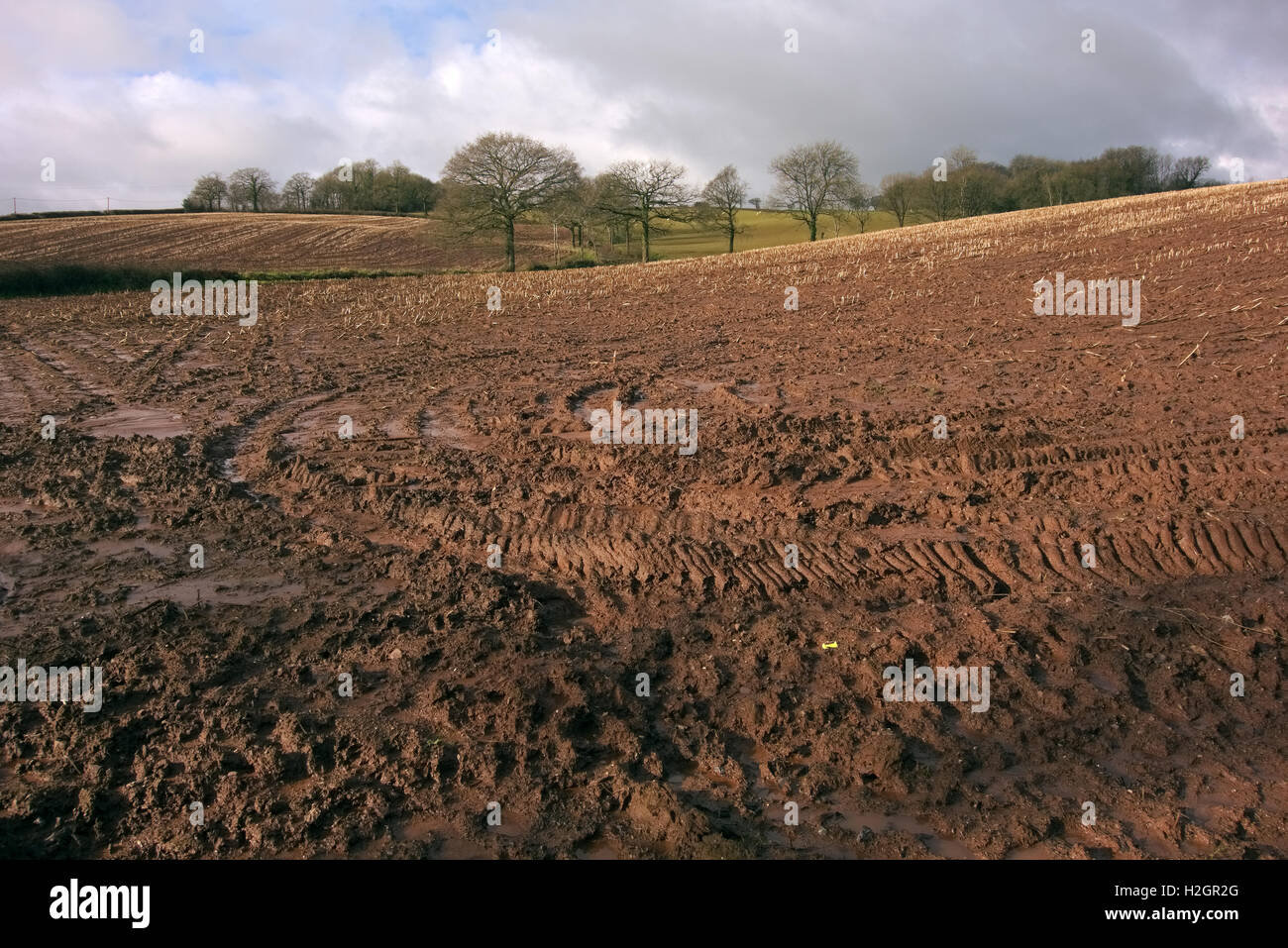 Maize field after harvest - steep ground in Devon with cultivation up ...