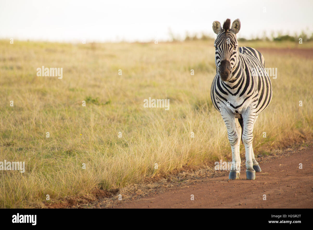 Zebra on the road hi-res stock photography and images - Alamy