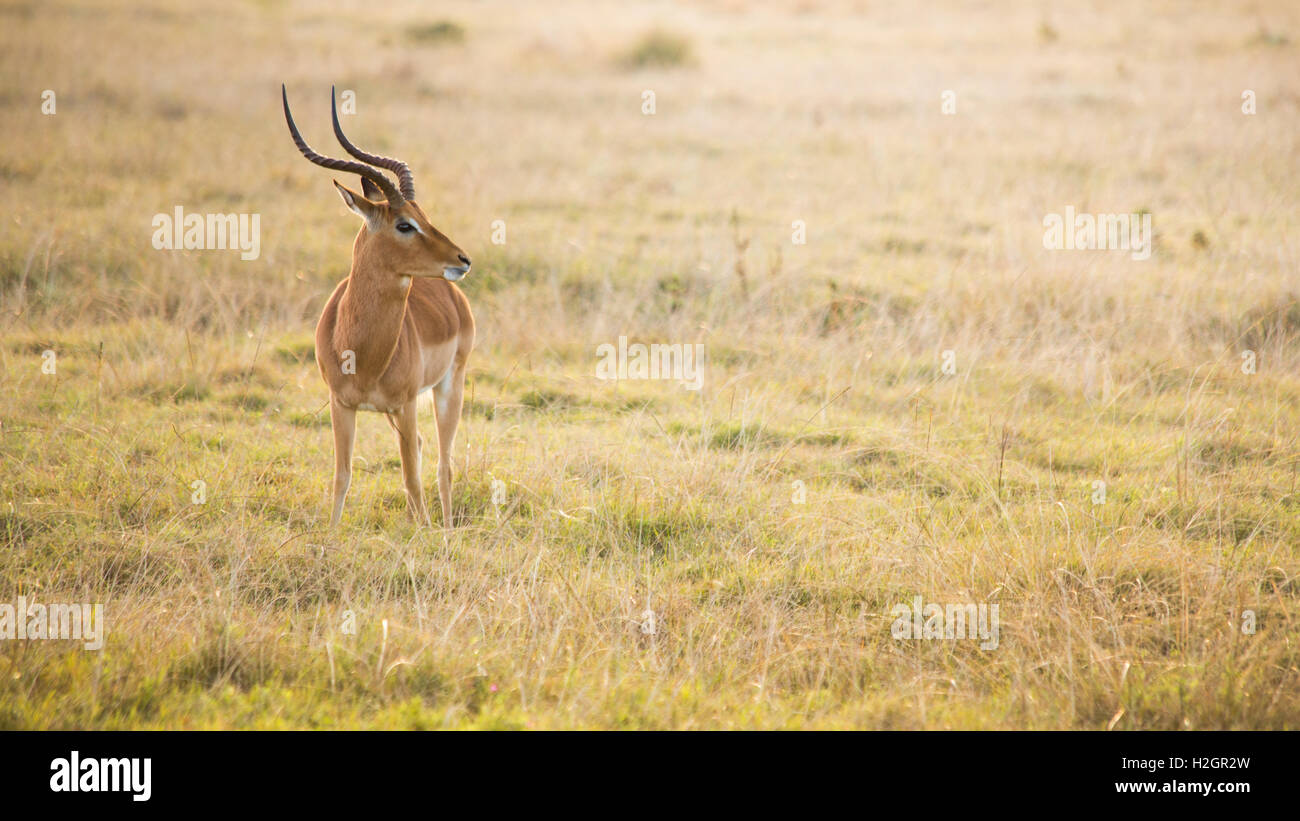 A lone male impala with impressive horns stands in field Stock Photo ...