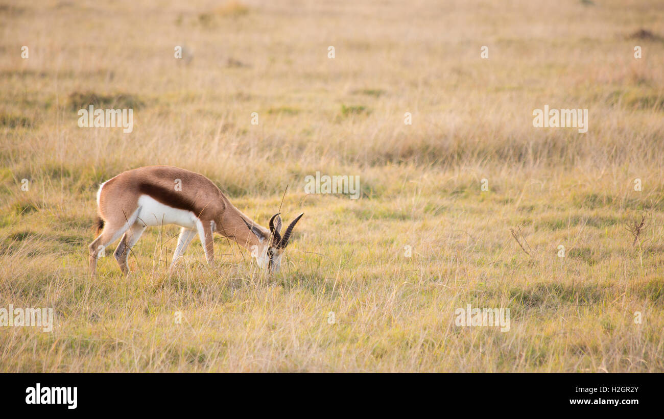 Springbok eating hi-res stock photography and images - Alamy