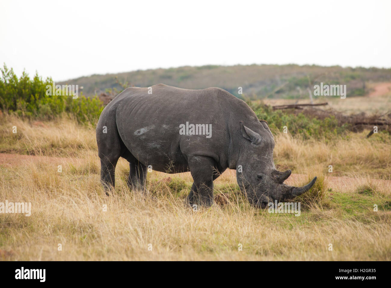 A large male white rhino grazing in a game reserve Stock Photo - Alamy