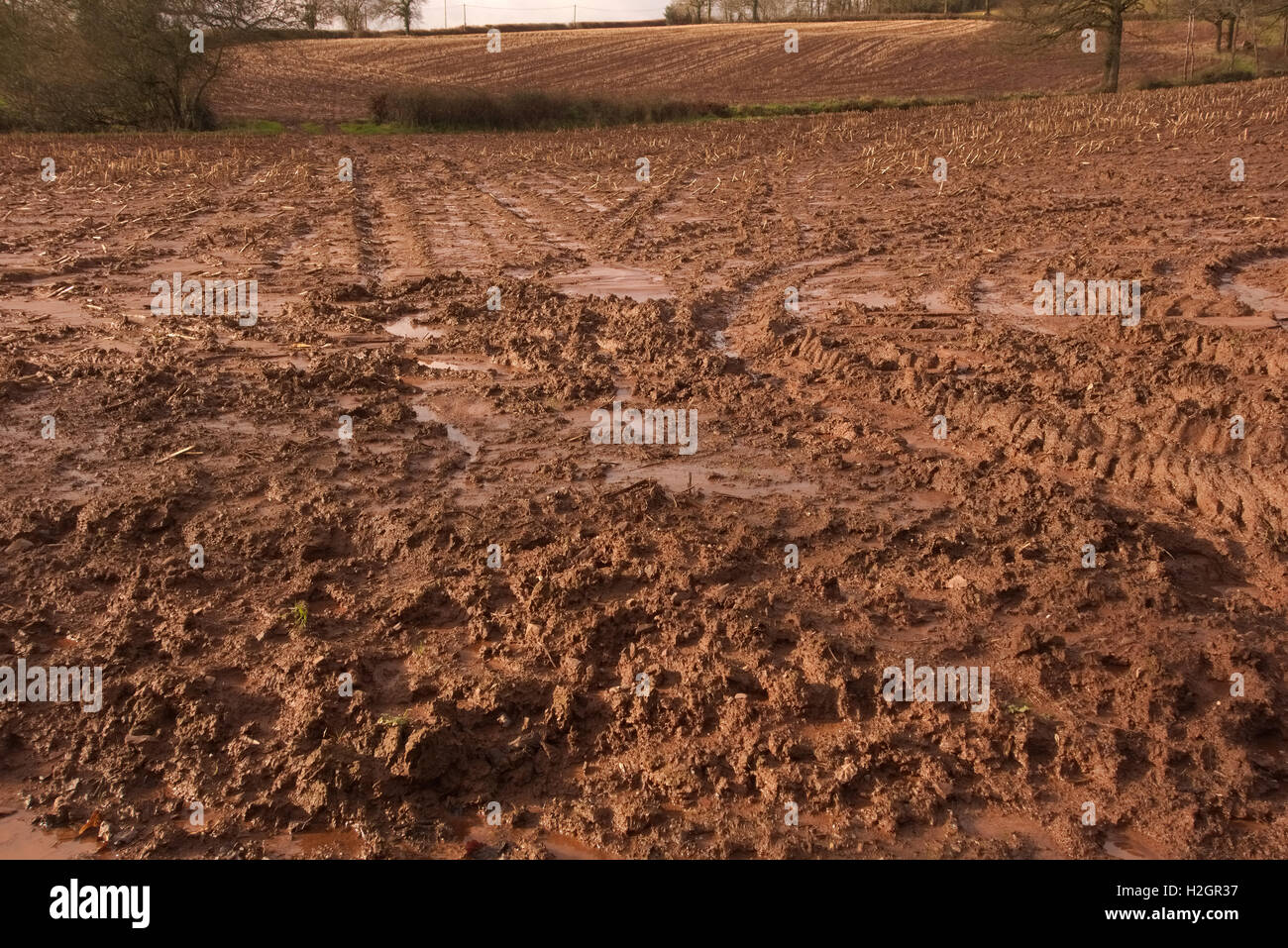 Maize field after harvest - steep ground in Devon with cultivation up ...