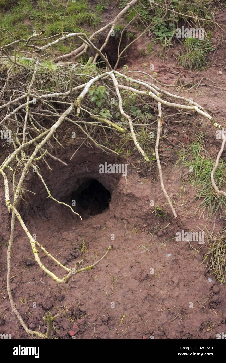 Active badger diggings on sandy soil Stock Photo - Alamy