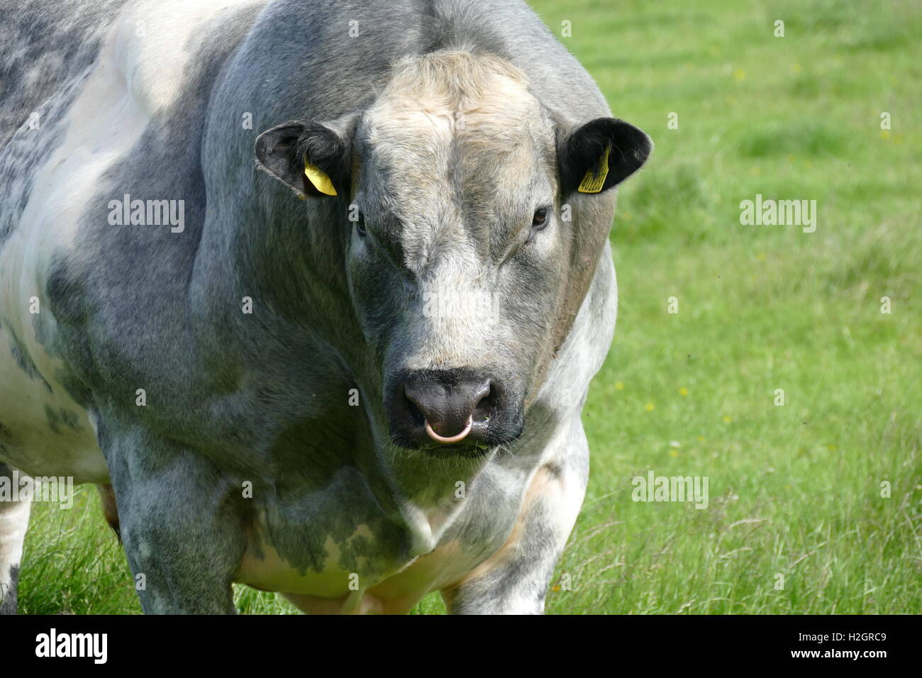 Muscle bull hi-res stock photography and images - Alamy