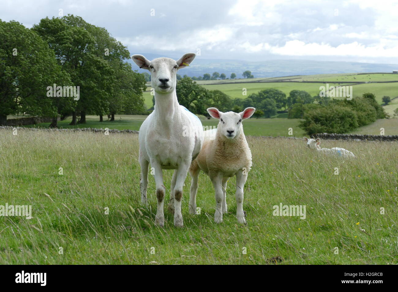 Sheep and Lamb Stock Photo - Alamy