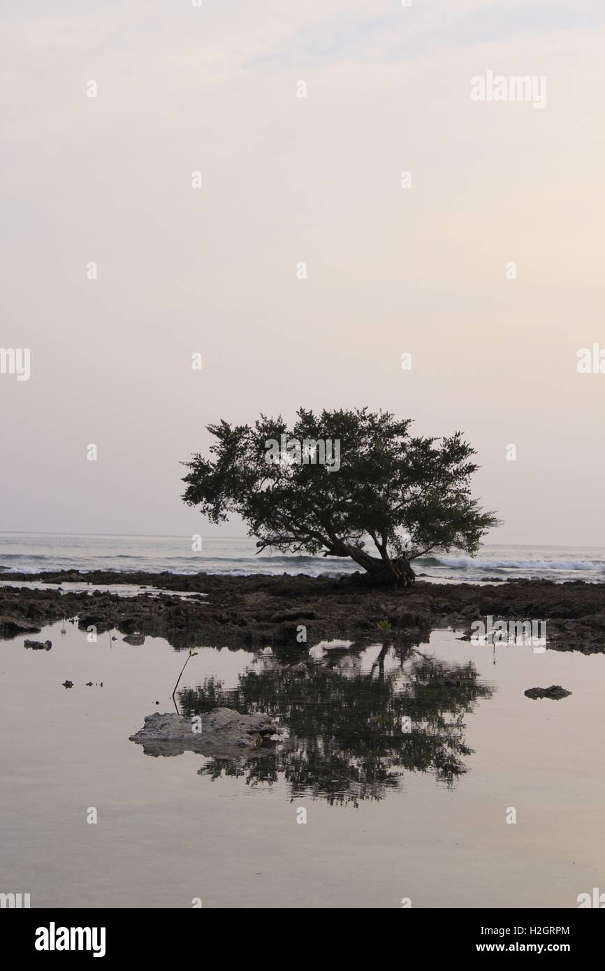 Reflection of Tree in sea water Stock Photo - Alamy