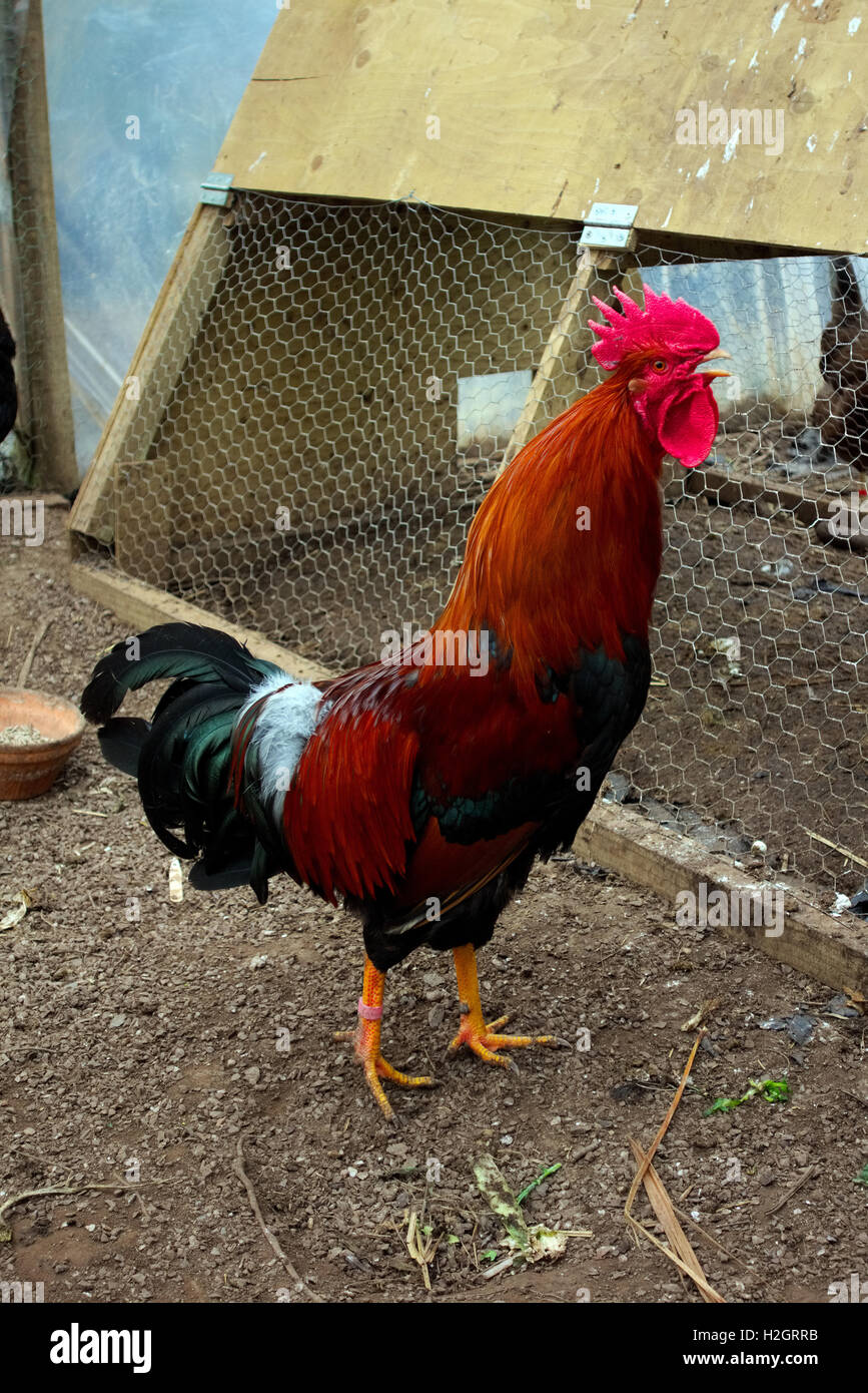 Welsummer cockerel hi-res stock photography and images - Alamy