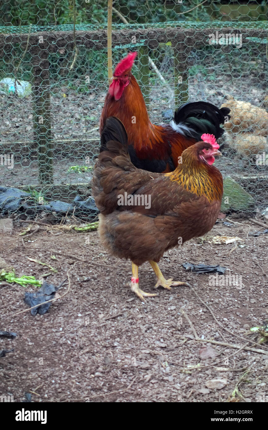 Welsummer cockerel with Welsummer hen Stock Photo - Alamy