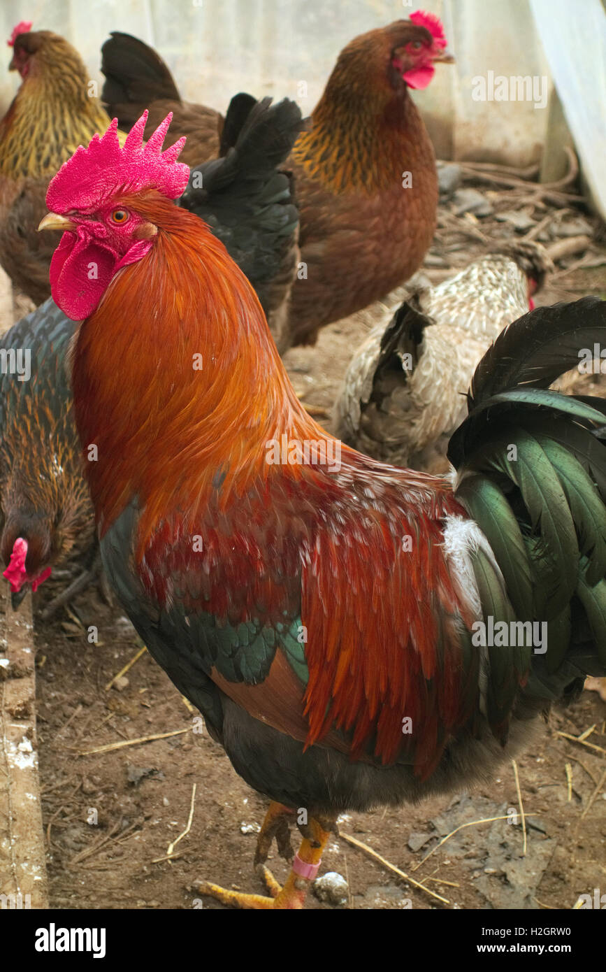 Welsummer Rooster 8 Weeks