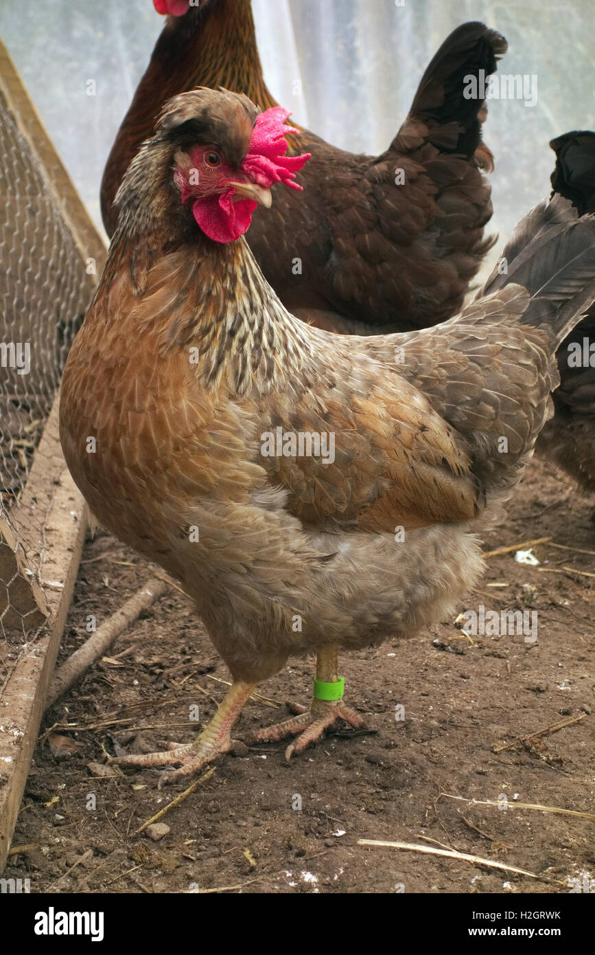 Cream legbar hen Stock Photo - Alamy