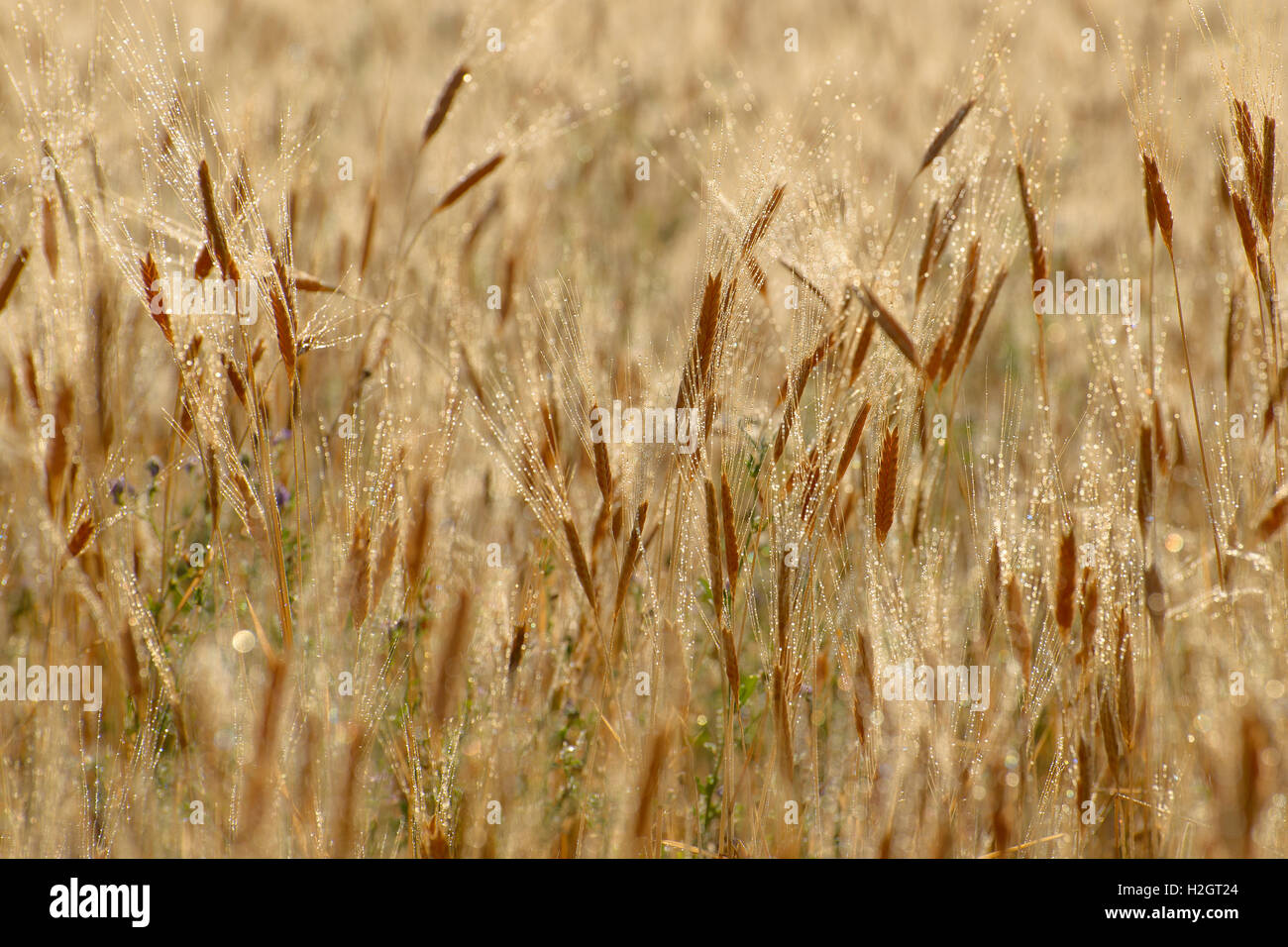 Triticum sp hi-res stock photography and images - Alamy