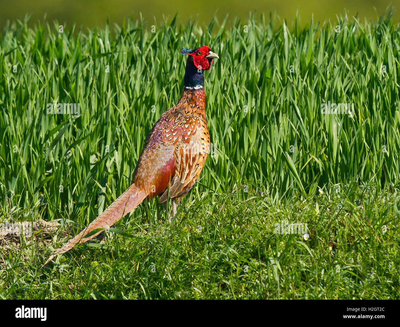 Common pheasant (Phasianus colchicus) in field, Eching, Munich, Bavaria ...